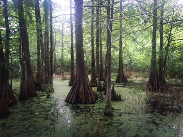Alligators, Cracklin, Sugar and Swamps in Acadiana | The Southern Rambler